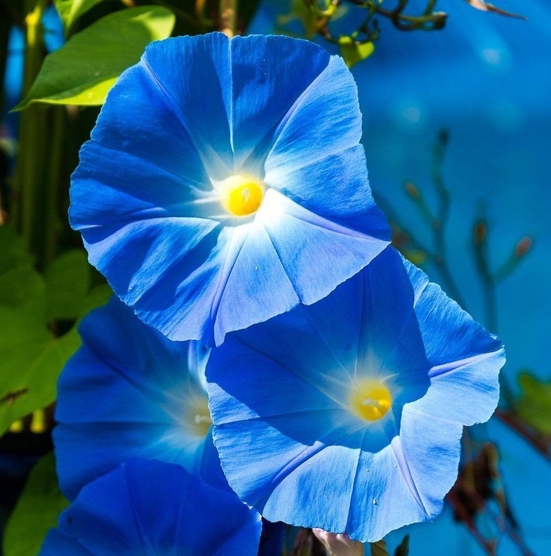Heavenly Blue Morning Glory (ipomoea Tricolor) Grannyvine | Beautiful ...