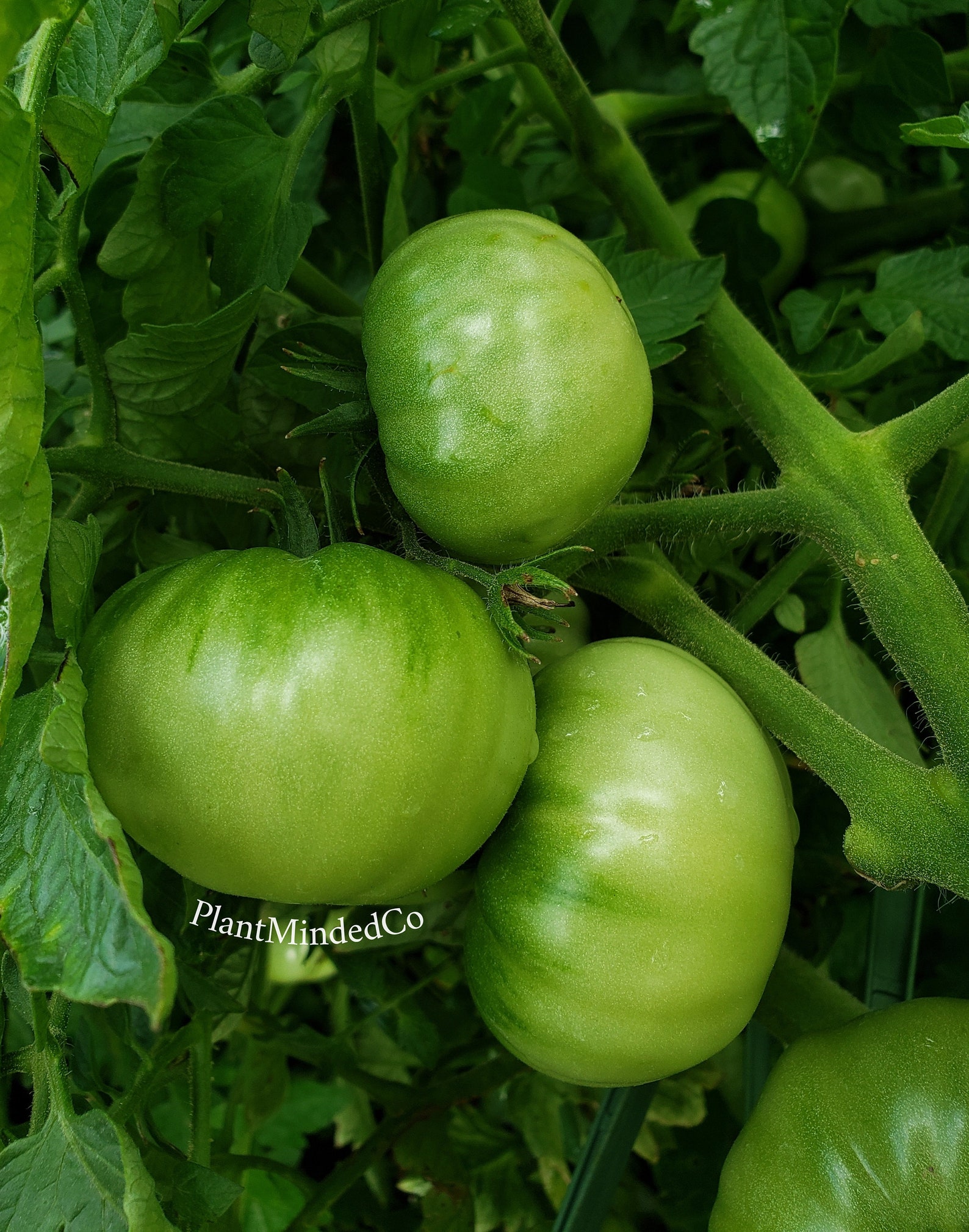 BIG RED TOMATO Heirloom the Original Great Tasting - Etsy