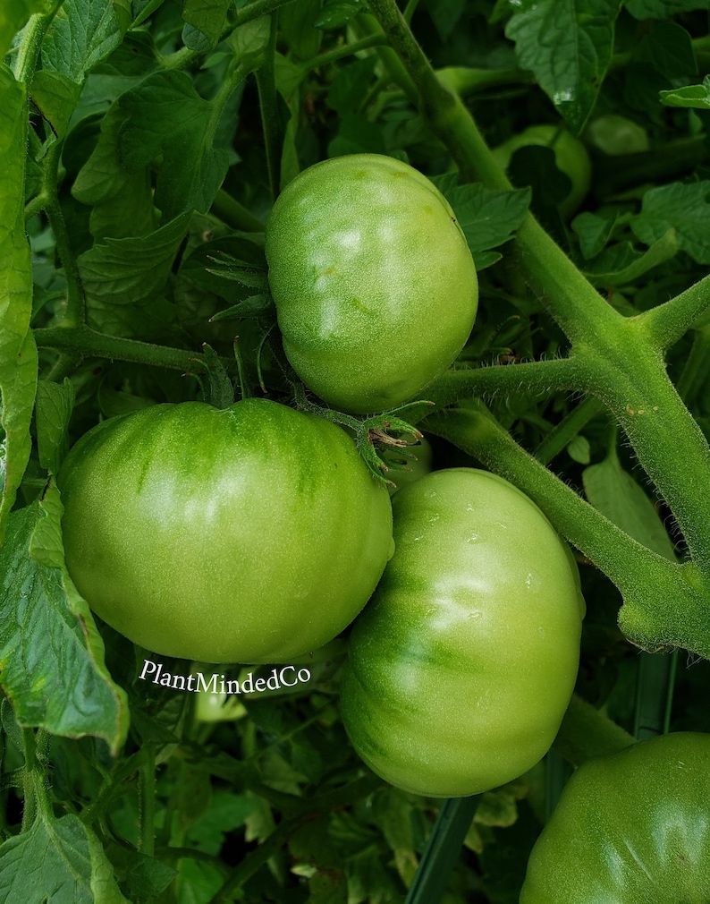 BIG RED TOMATO - Heirloom - the Original - Great Tasting - Read the ...