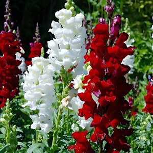 Crimson Red Snapdragon | Striking Color! & Old Time Favorite | up to 3 ...