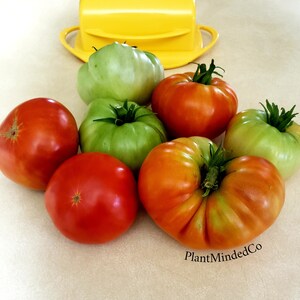 BIG RED TOMATO - Heirloom - the Original - Great Tasting - Read the ...