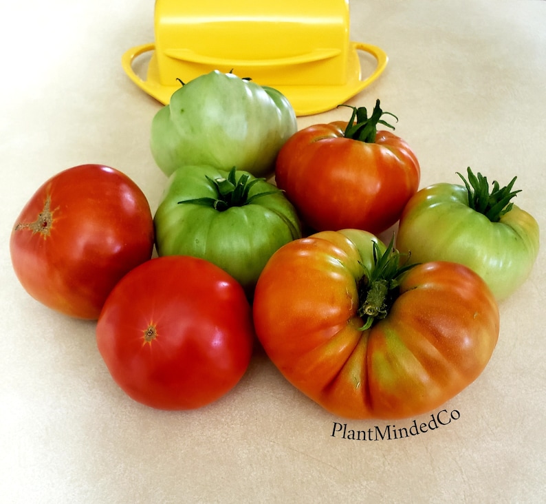 BIG RED TOMATO Heirloom the Original Great Tasting - Etsy