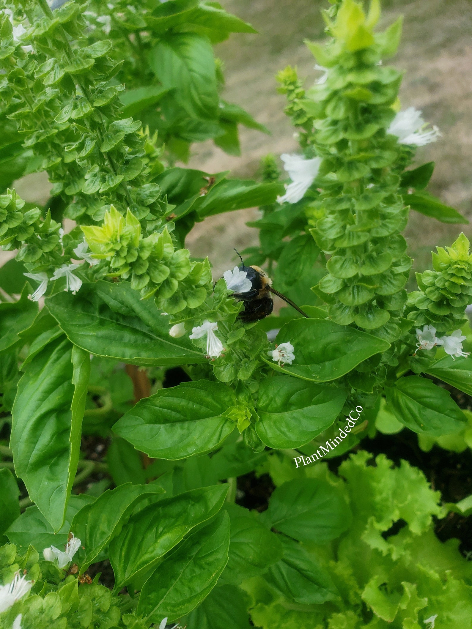 Large Leaf Italian Basil - Heirloom - Homegrown - Reseeds and Brings ...