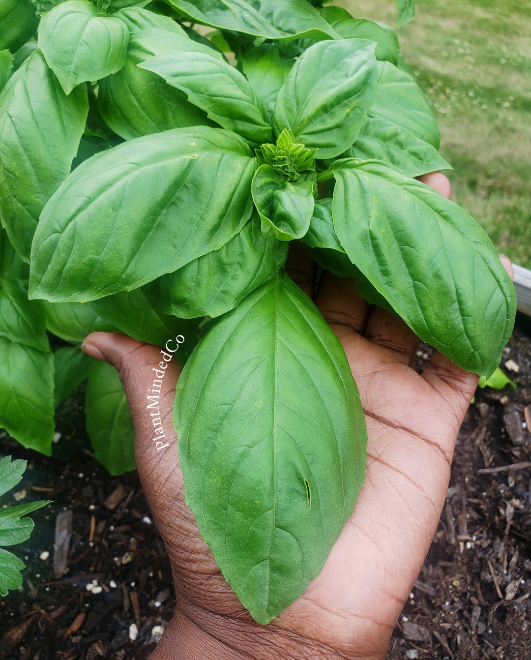 Large Leaf Italian Basil - Heirloom - Homegrown - Reseeds and Brings ...