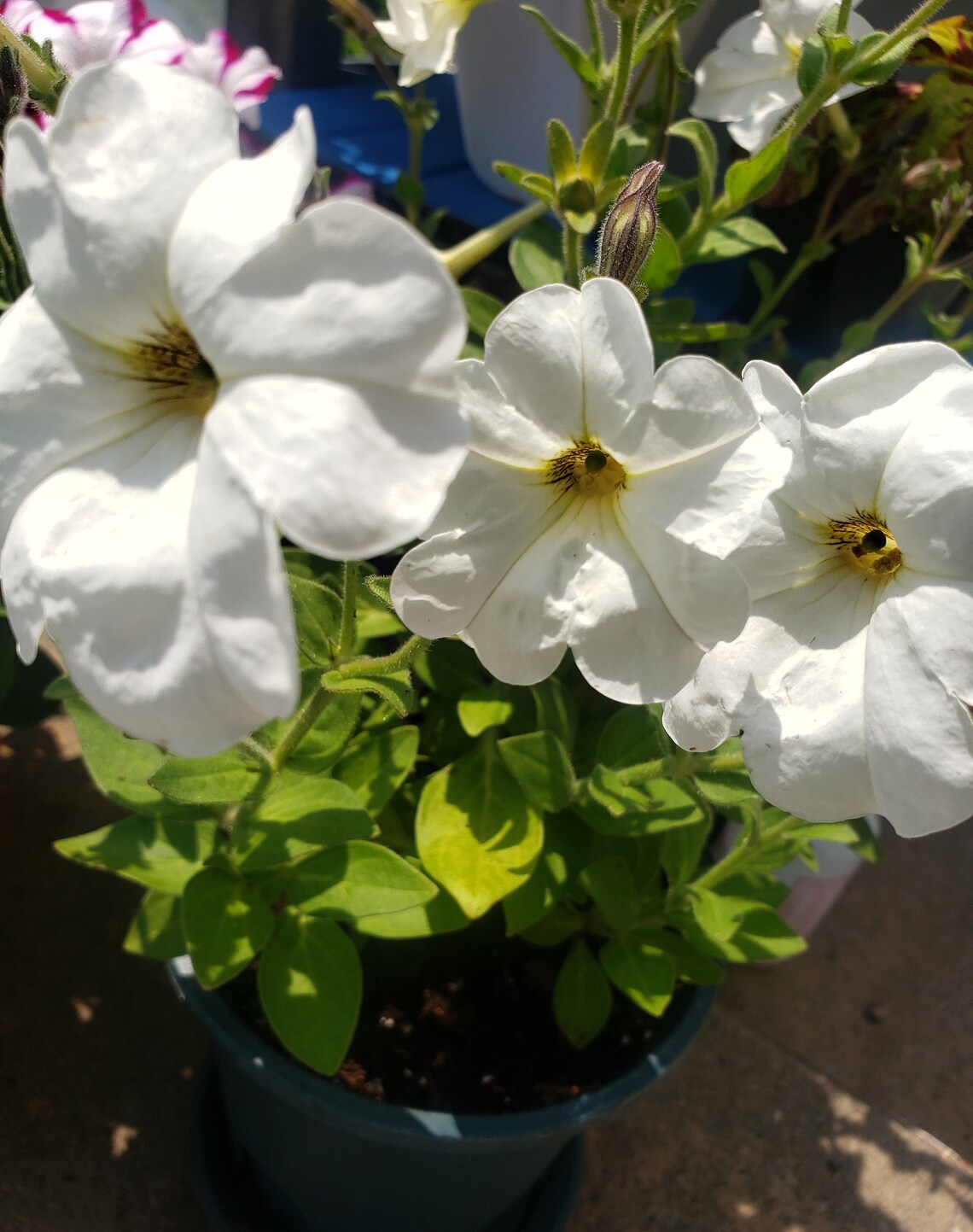 White Moon Petunia | Petunia Axillaris * RARE * Heirloom | Highly ...