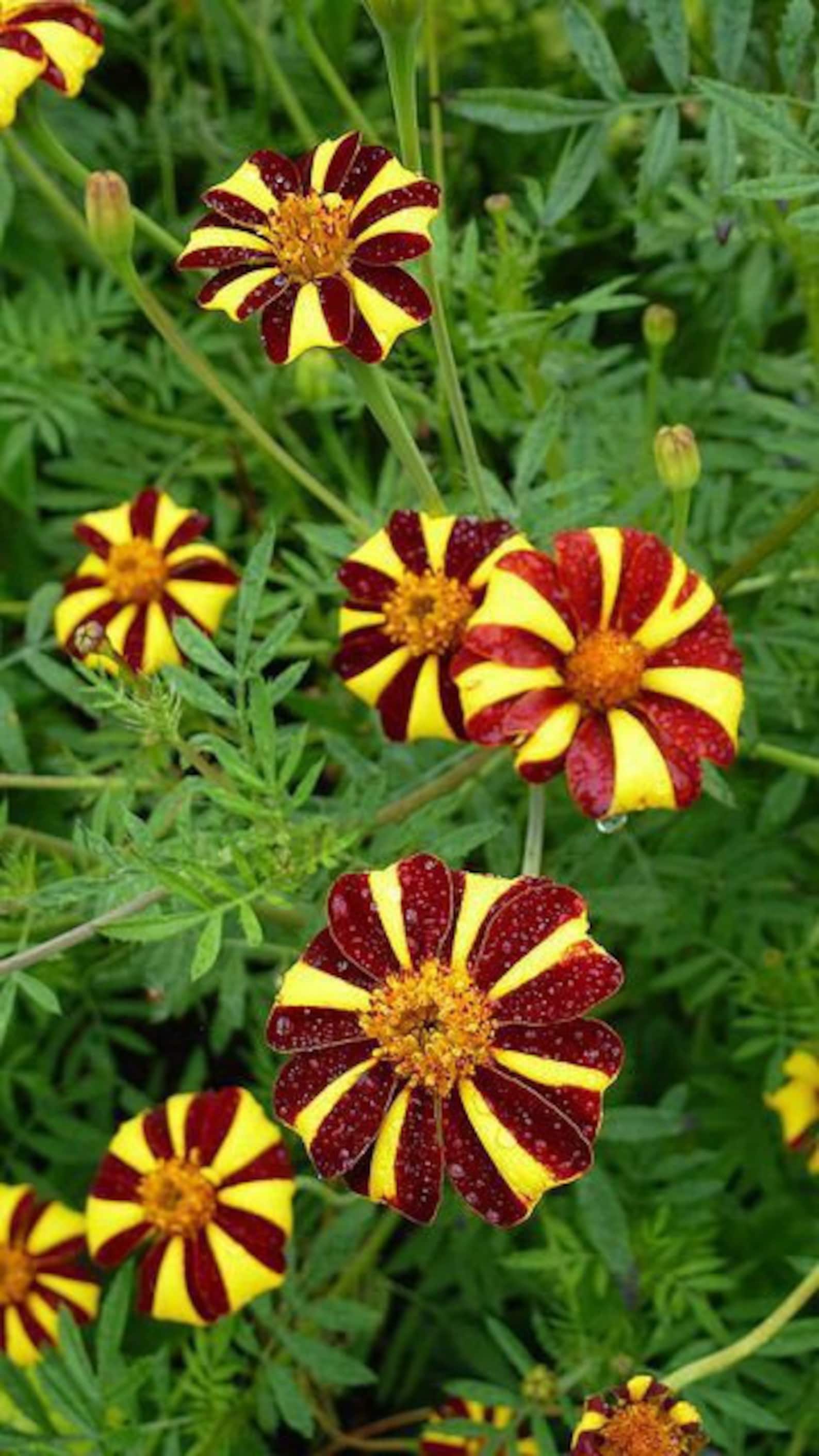 French Marigold Jolly Jester | Beautiful Annual Flower | 50+ SEEDS - Etsy
