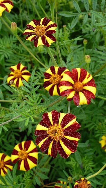 French Marigold Jolly Jester | Beautiful Annual Flower | 50+ SEEDS - Etsy