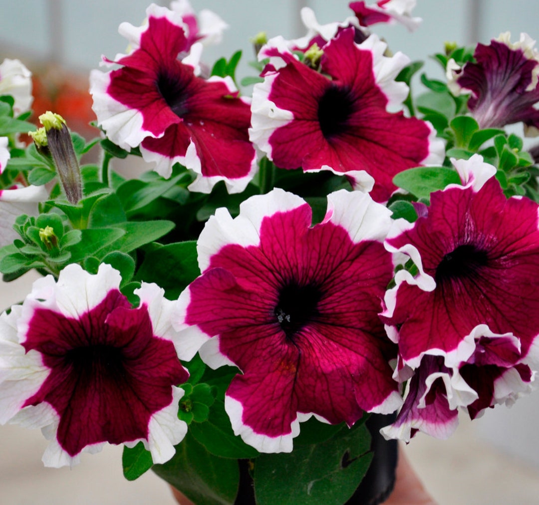 Dreams™ Burgundy Picotee Petunia | Pelleted Seeds | LOVELY Large Blooms ...