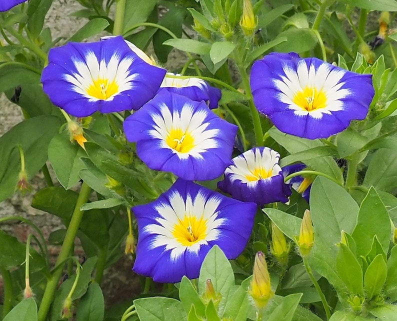Blue Flash Dwarf Morning Glory | Pretty Groundcover | Striking Border ...