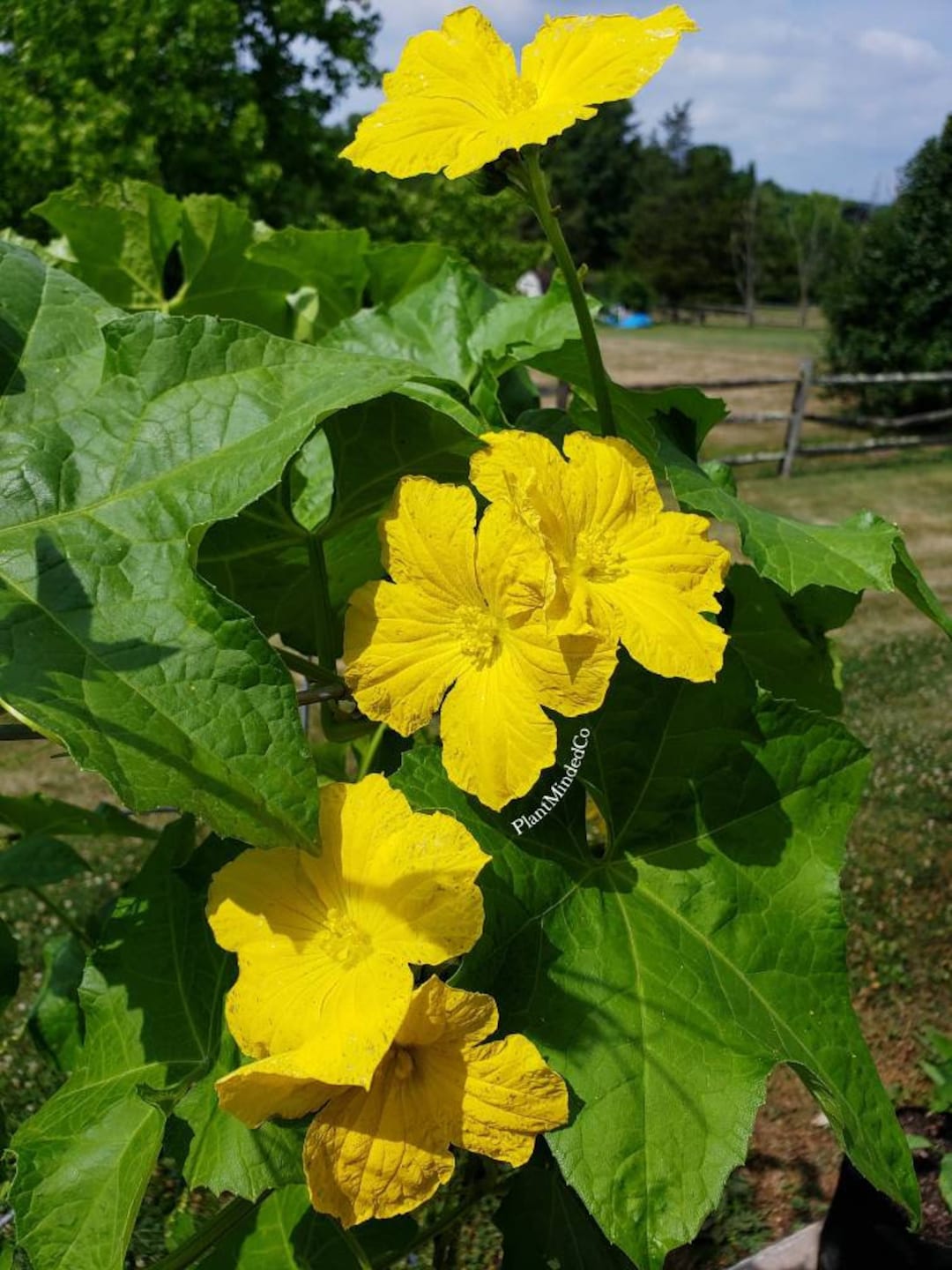 Loofah Sponge | Luffa Aegyptiaca | Sponge Gourd | Attracts Pollinators ...