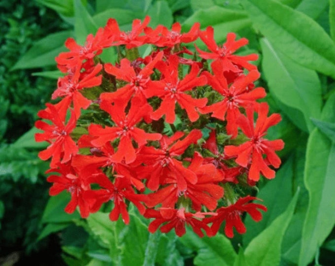 Maltese Cross | Lychnis Chalcedonica | Beautiful Heirloom Perennial ...