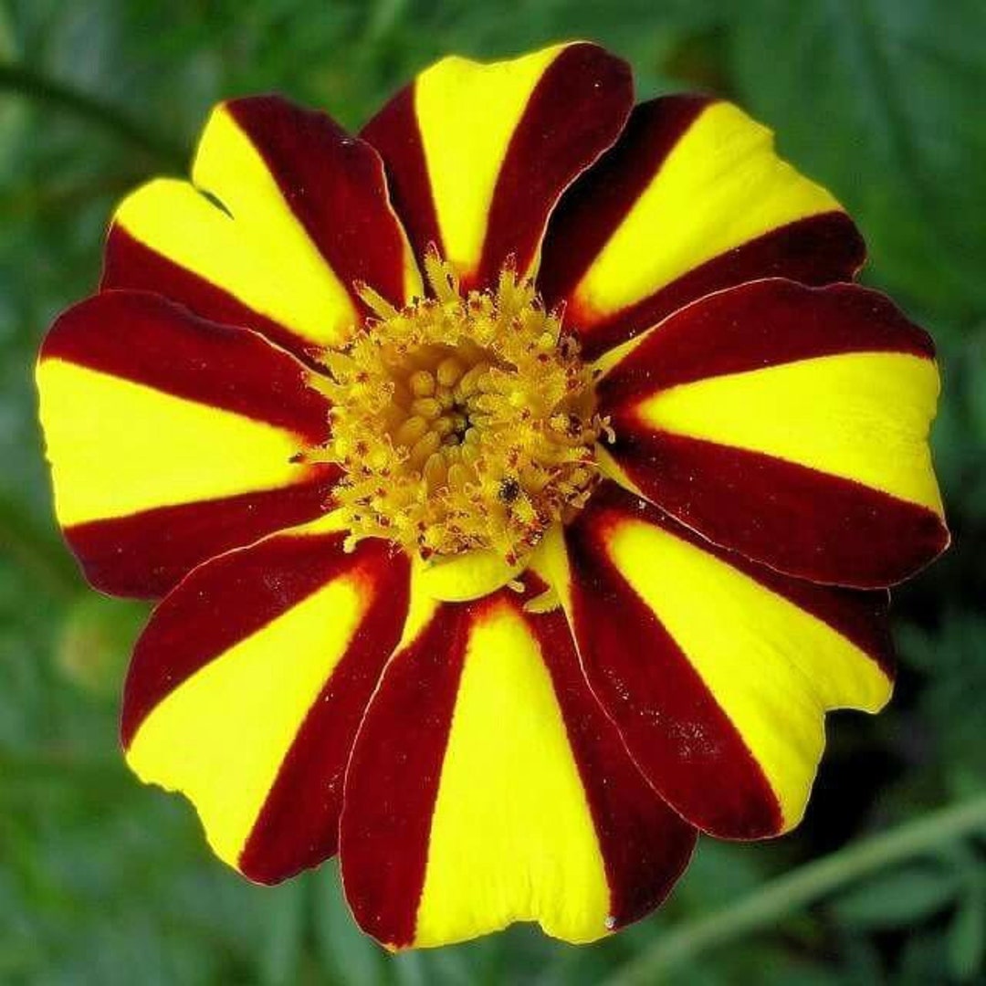 French Marigold Jolly Jester | Beautiful Annual Flower | 50+ SEEDS - Etsy
