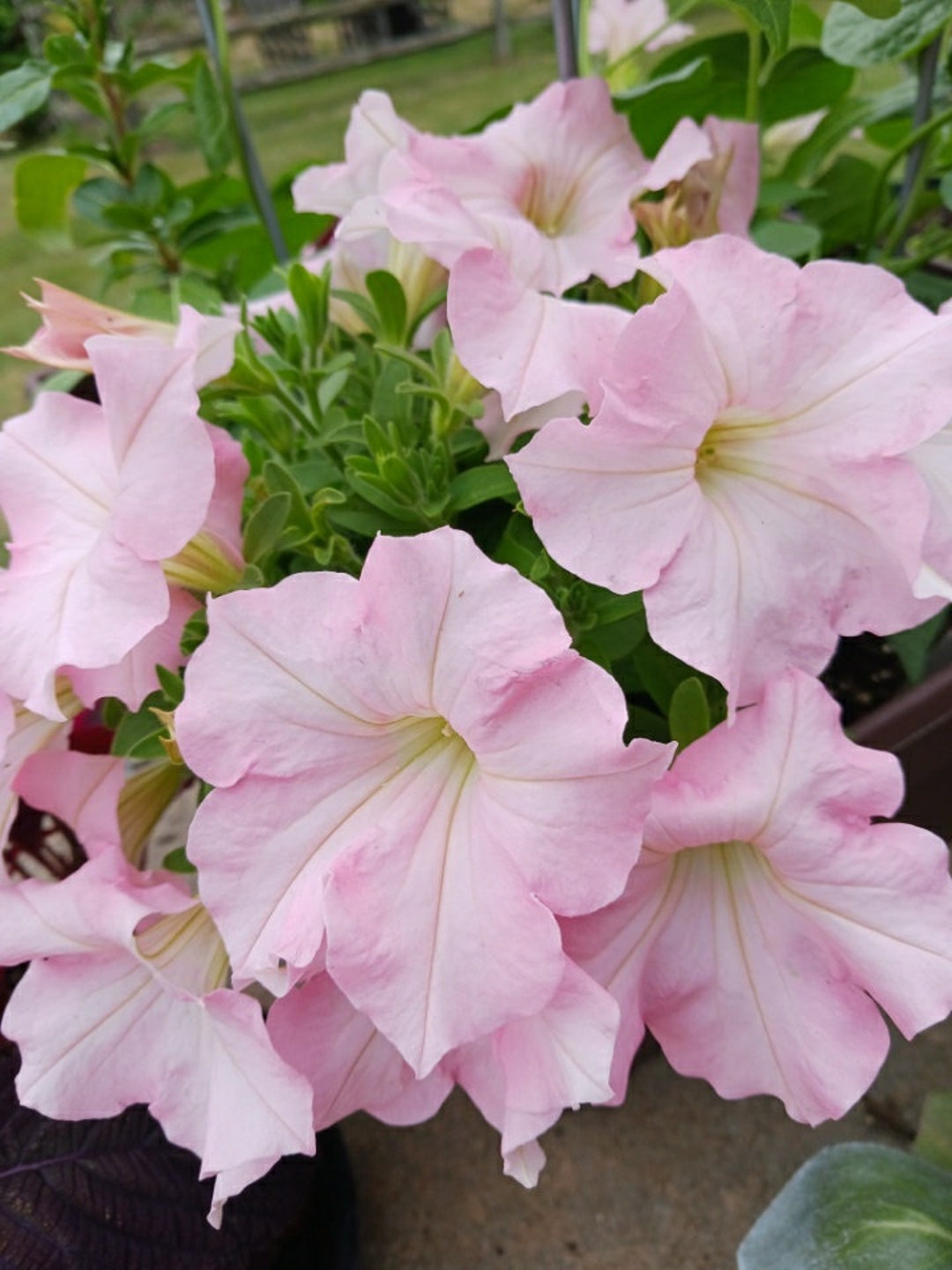Dreams™ Appleblossom Petunia | Pelleted Seeds | LOVELY Large Blooms ...