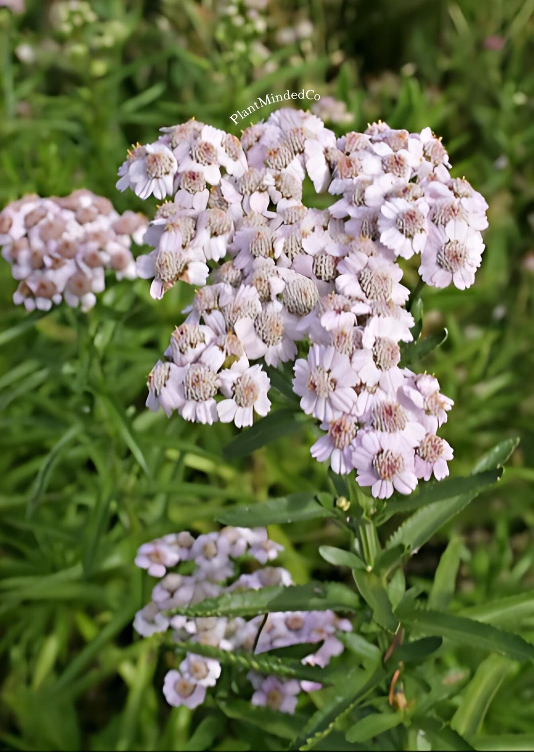 Love Parade Yarrow | Achillea Sibirica Var. Camtschatica | Lovely ...