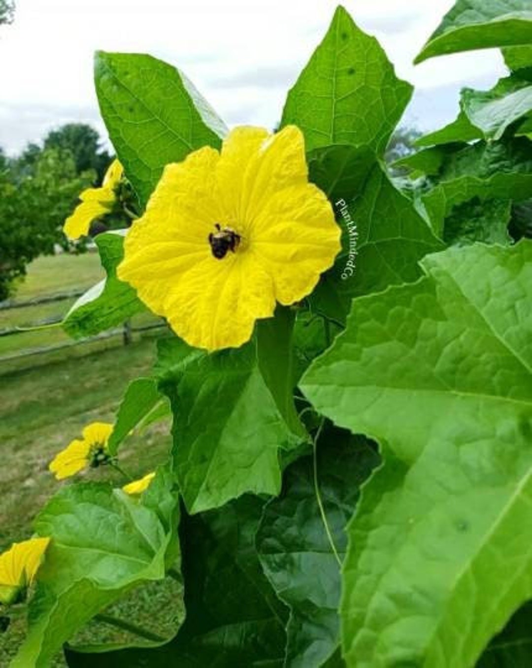 Loofah Sponge Luffa Aegyptiaca Sponge Gourd Attracts Pollinators and ...