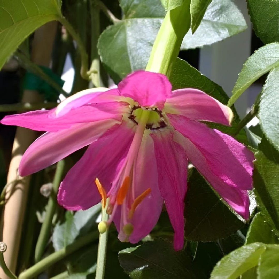 Banana Passionfruit | Passiflora Mollissima | * Please Read Description ...