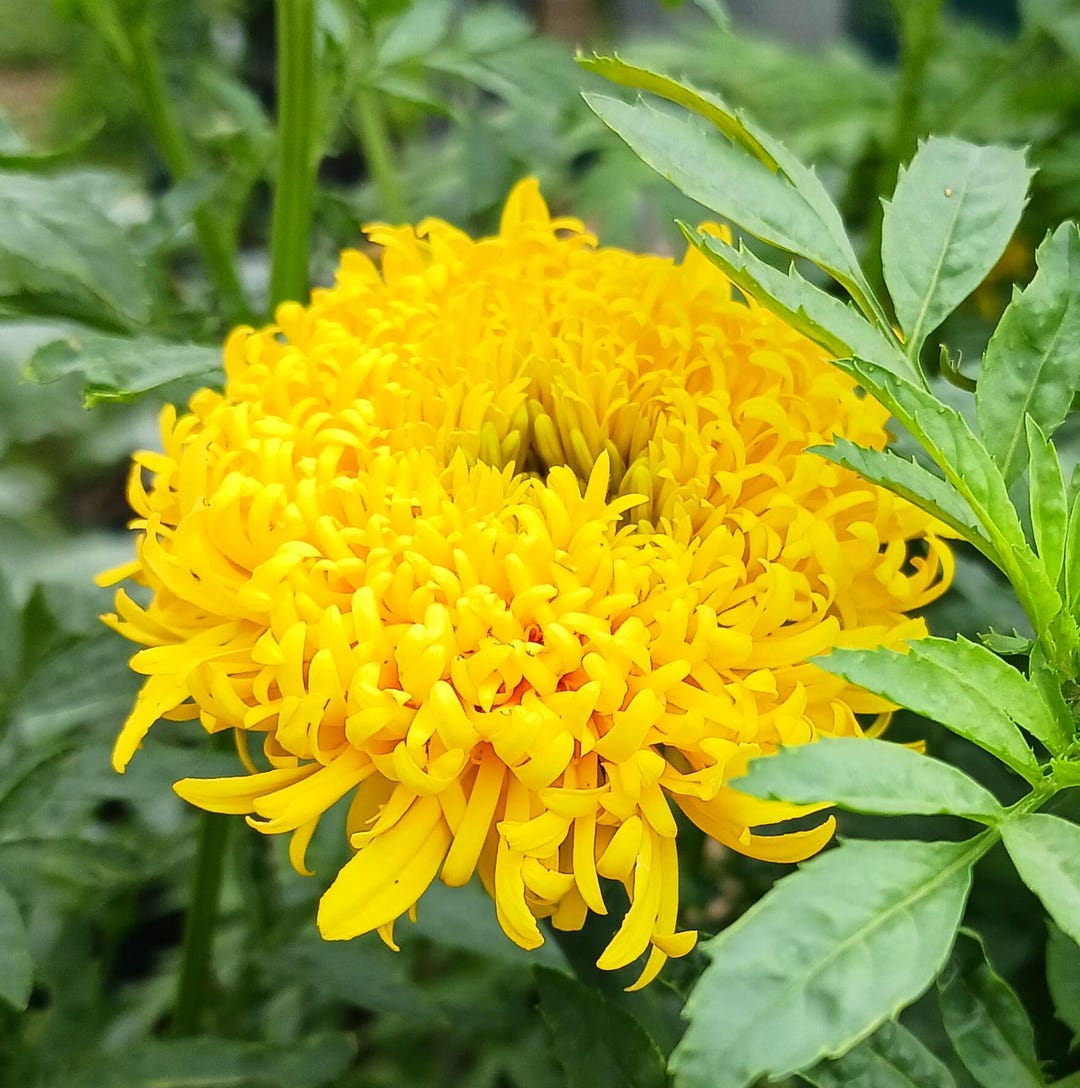 Mission Marigold - Giant Yellow | Tall and Beautiful | Russian Marigold ...