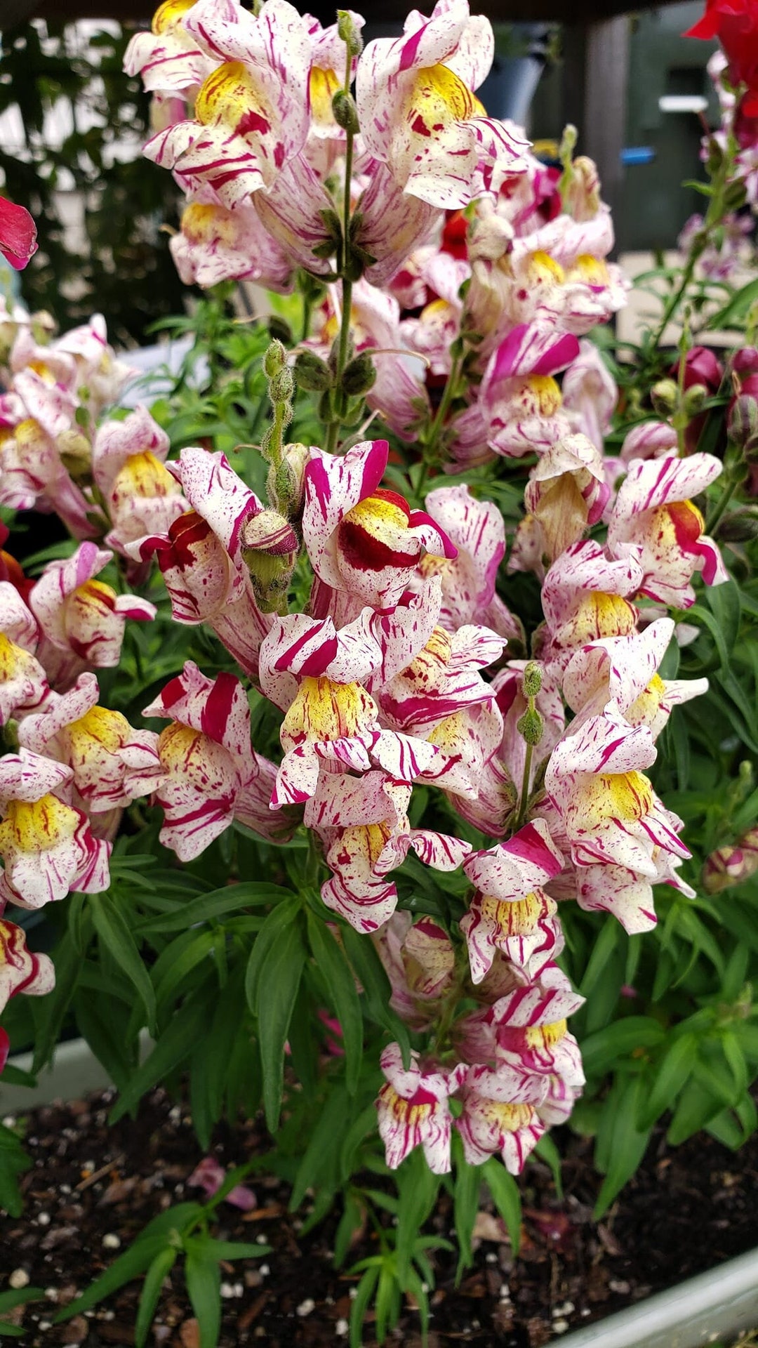 Torbay Rock Snapdragon - Striking Colors! Old Time Favorite | Hard to ...