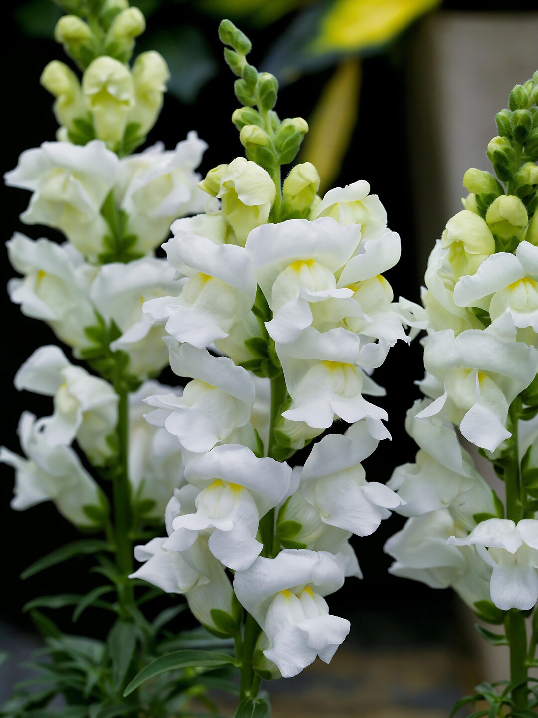 Snow White Snapdragon | Pristine Color & Old Time Favorite | 200+ SEEDS ...