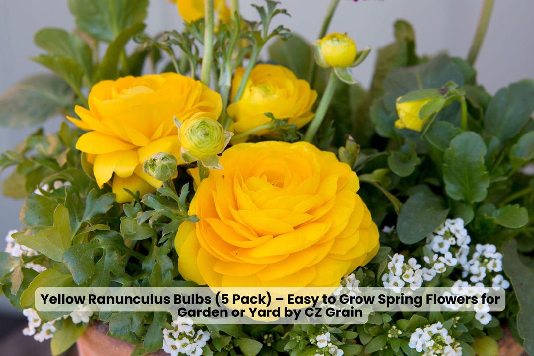 Yellow Ranunculus Bulbs (5 Pack) – Easy to Grow Spring Flowers - Etsy