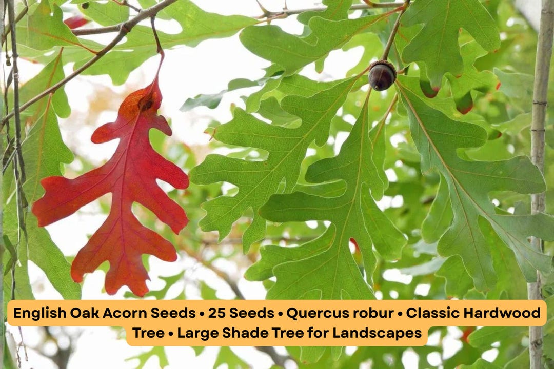 English Oak Acorn Seeds • 25 Seeds • Quercus Robur • Classic Hardwood ...