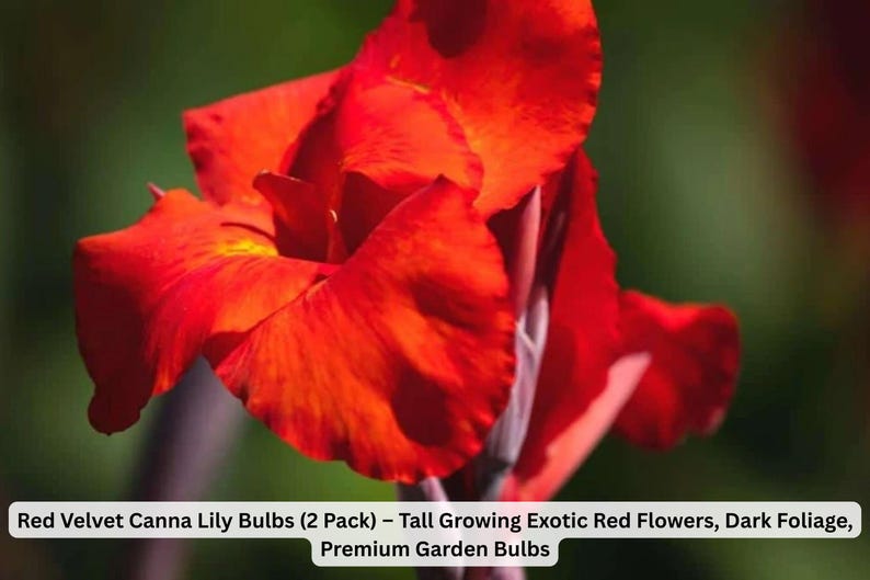 Red Velvet Canna Lily Bulbs (2 Pack) – Tall Exotic Red Flowers - Etsy