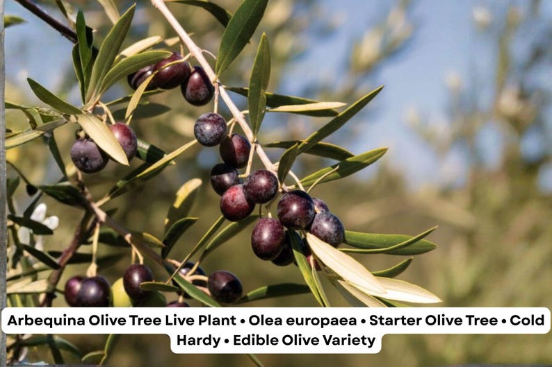 Arbequina Olive Tree Live Plant • Olea Europaea • Starter Olive Tree ...