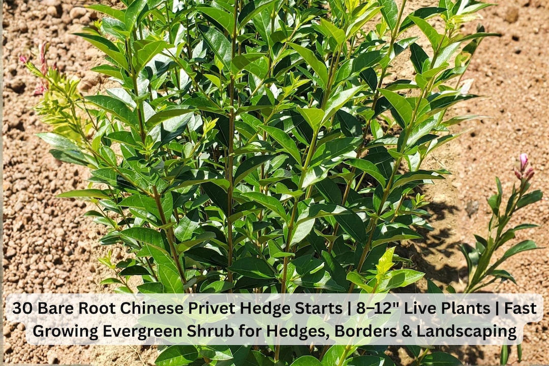 30 Chinese Privet Hedge Starts | 8-12" Bare Root, Fast Growing - Etsy