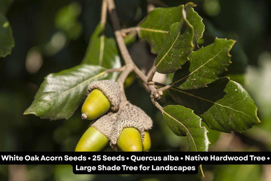 White Oak Acorn Seeds • 25 Seeds • Quercus Alba • Native Hardwood Tree ...