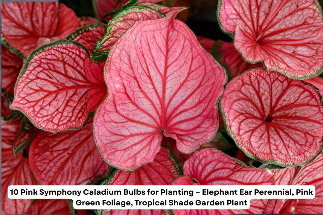 Pink Symphony Caladium Bulbs – Tropical Elephant Ear Plant, Shade ...