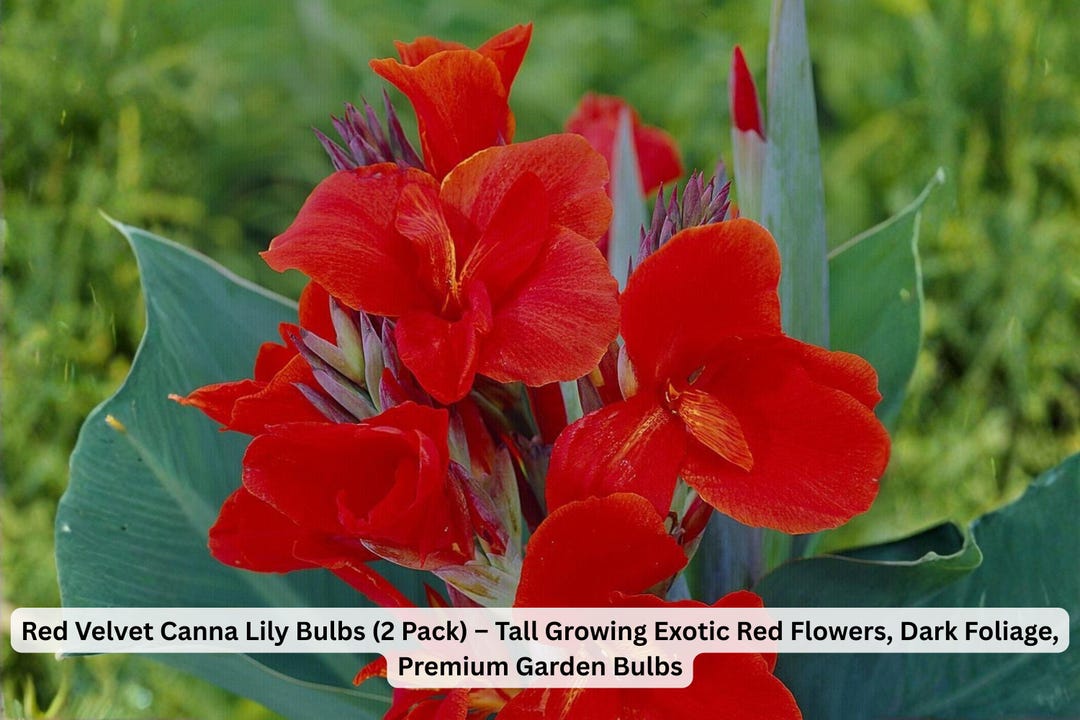 Red Velvet Canna Lily Bulbs (2 Pack) – Tall Exotic Red Flowers - Etsy
