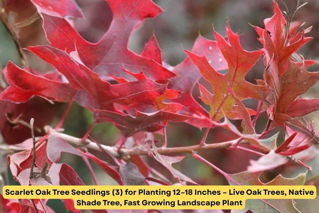 Scarlet Oak Tree Seedlings (3) – Native Shade Tree, Red Fall Foliage - Etsy