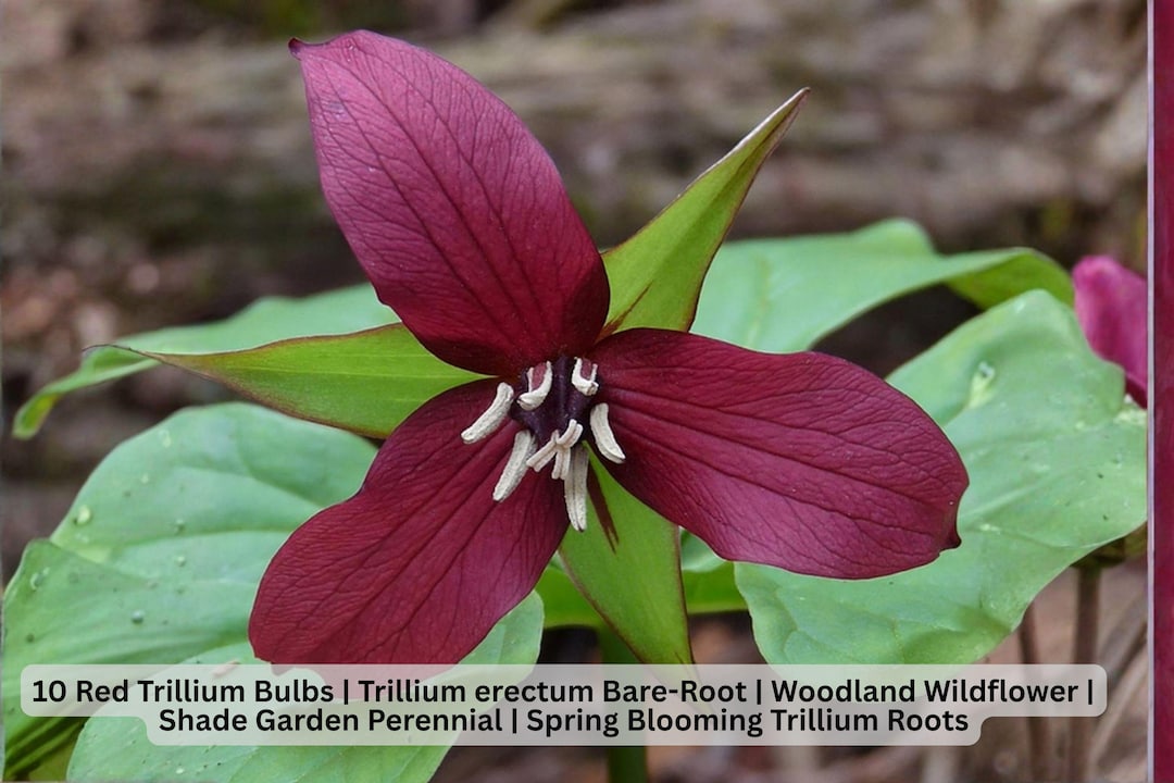 Red Trillium Bulbs (10) | Woodland Shade Garden Perennial - Etsy