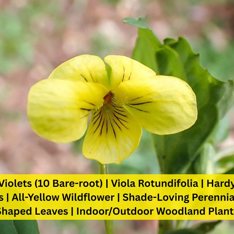 Wild Violet Seeds - Etsy