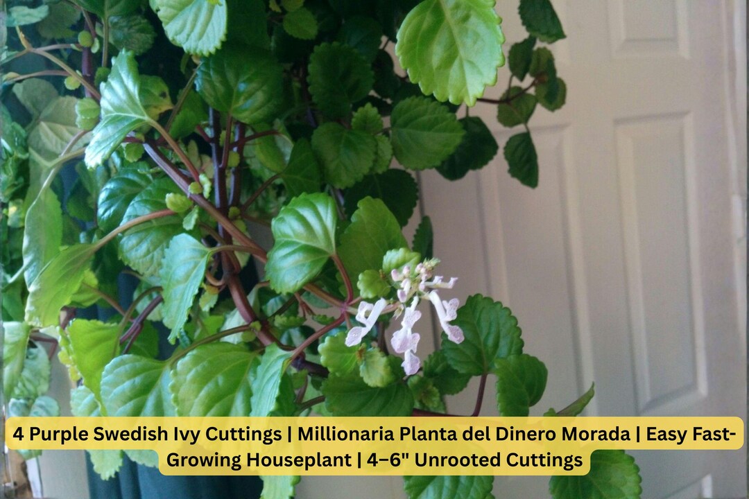4 Purple Swedish Ivy Cuttings | Easy Grow Houseplant - Etsy