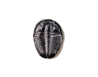 Trilobite Fossil - Etsy