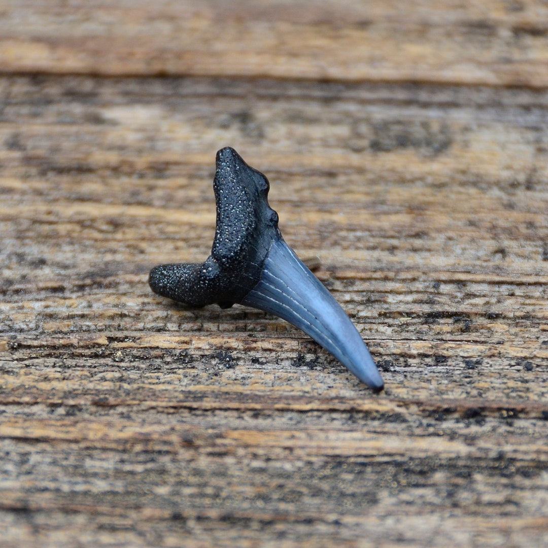 Genuine Shark Tooth Lapel Pin Express Yourself - Etsy
