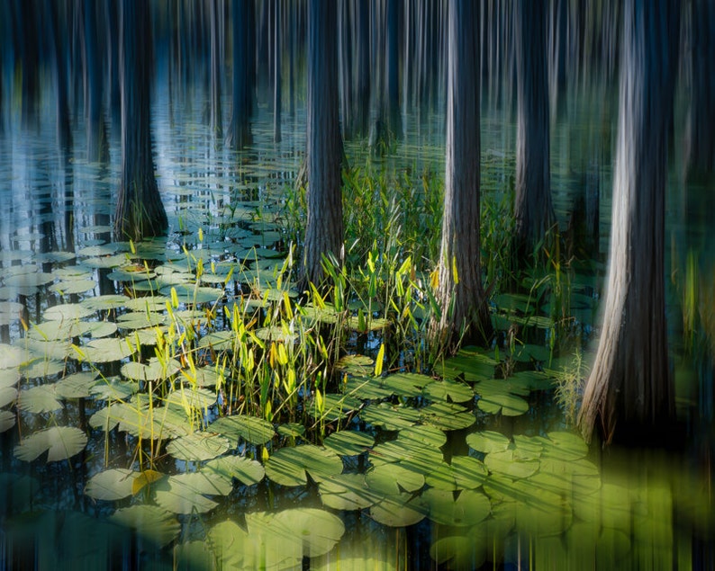 LIMITED EDITION PHOTOGRAPHY Swamp, Lotus, Lily Pads, Surreal, Cypress ...