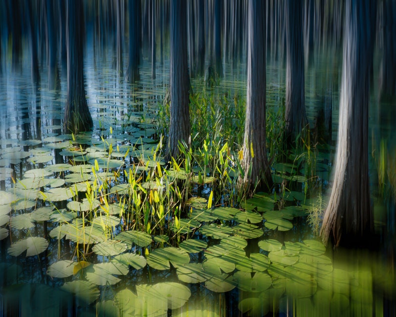 LIMITED EDITION PHOTOGRAPHY - Swamp, Lotus, Lily Pads, Surreal, Cypress ...