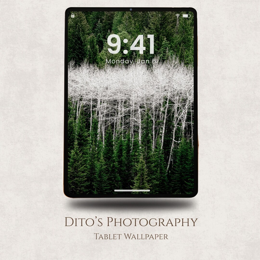 Aspen Grove Tablet Wallpaper, Evergreen Forest Photography (digital ...