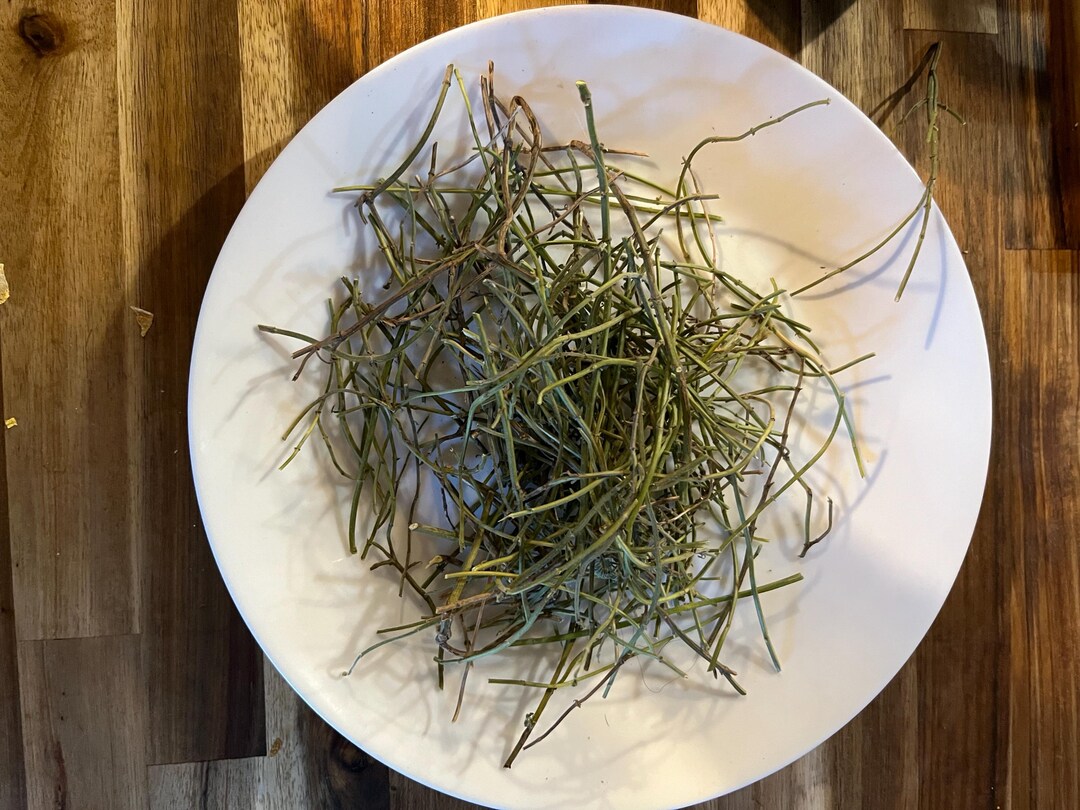 Organic Catnip Stems - Etsy