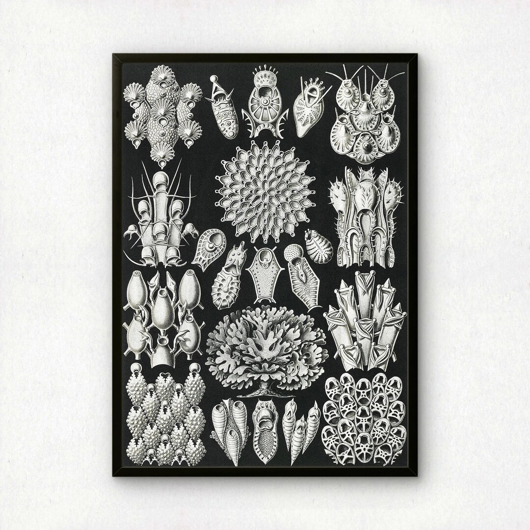 Ernst Haeckel Art Print | Plate 33: Flustra | Quality Vintage Wall Art ...