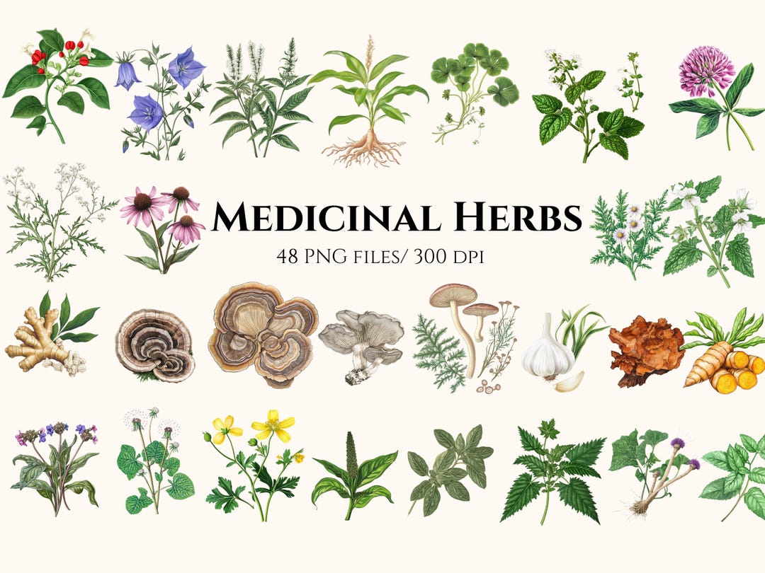 Heilkräuter Clipart Kraut PNG, pflanzliche Heilmittel, botanische ...