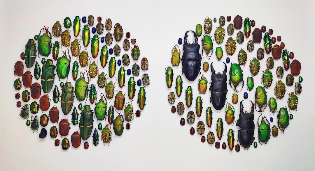 Dual Circle Beetle Art Assorted Colorful Beetles in Geometric ...