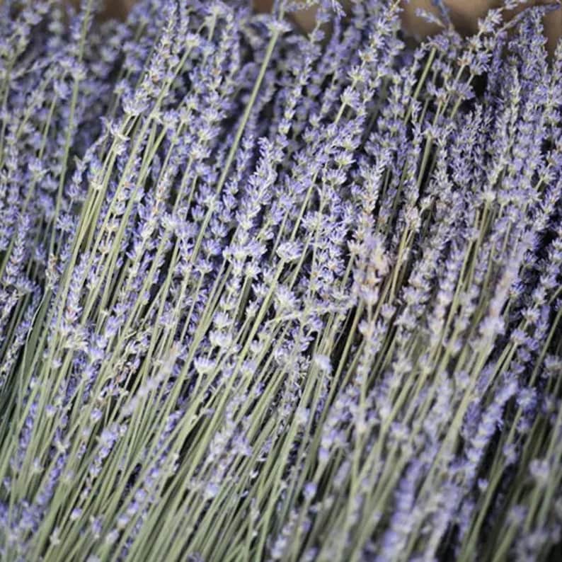 Dried Lavender Stems – Preserved Floral Bouquet, Dried Lavender Bundle ...