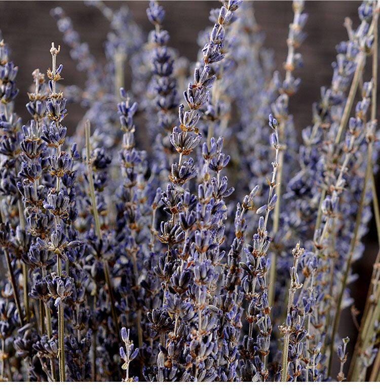 Dried Lavender Stems – Preserved Floral Bouquet, Dried Lavender Bundle ...