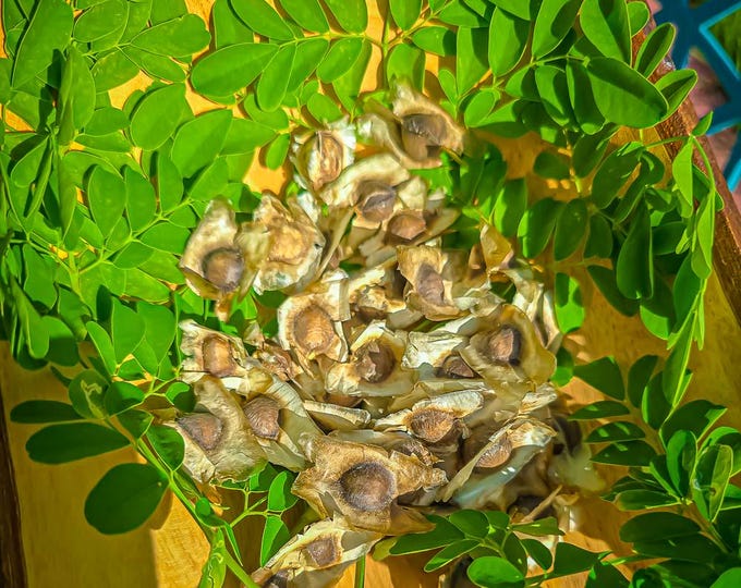 Moringa Tree Seeds - the Miracle Tree - Etsy