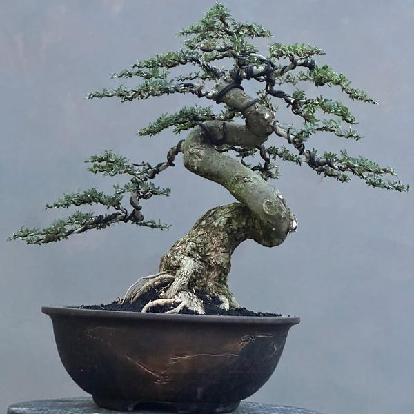 Bluebell Bonsai Tree - Etsy UK