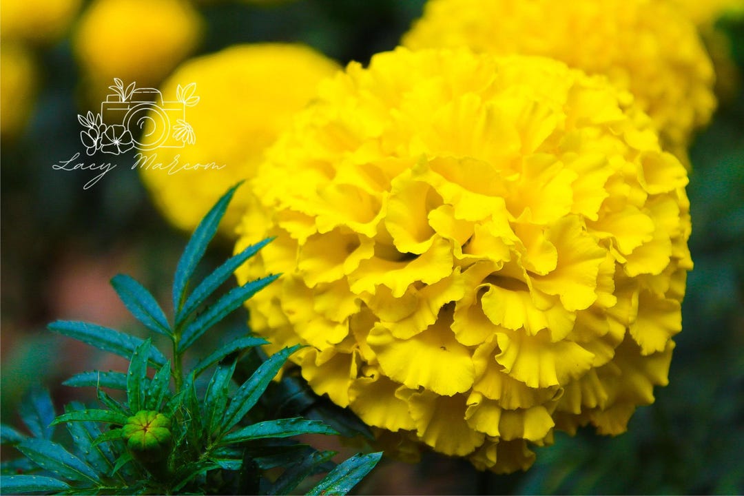 Vibrant Marigold Picture (digital Download) - Etsy