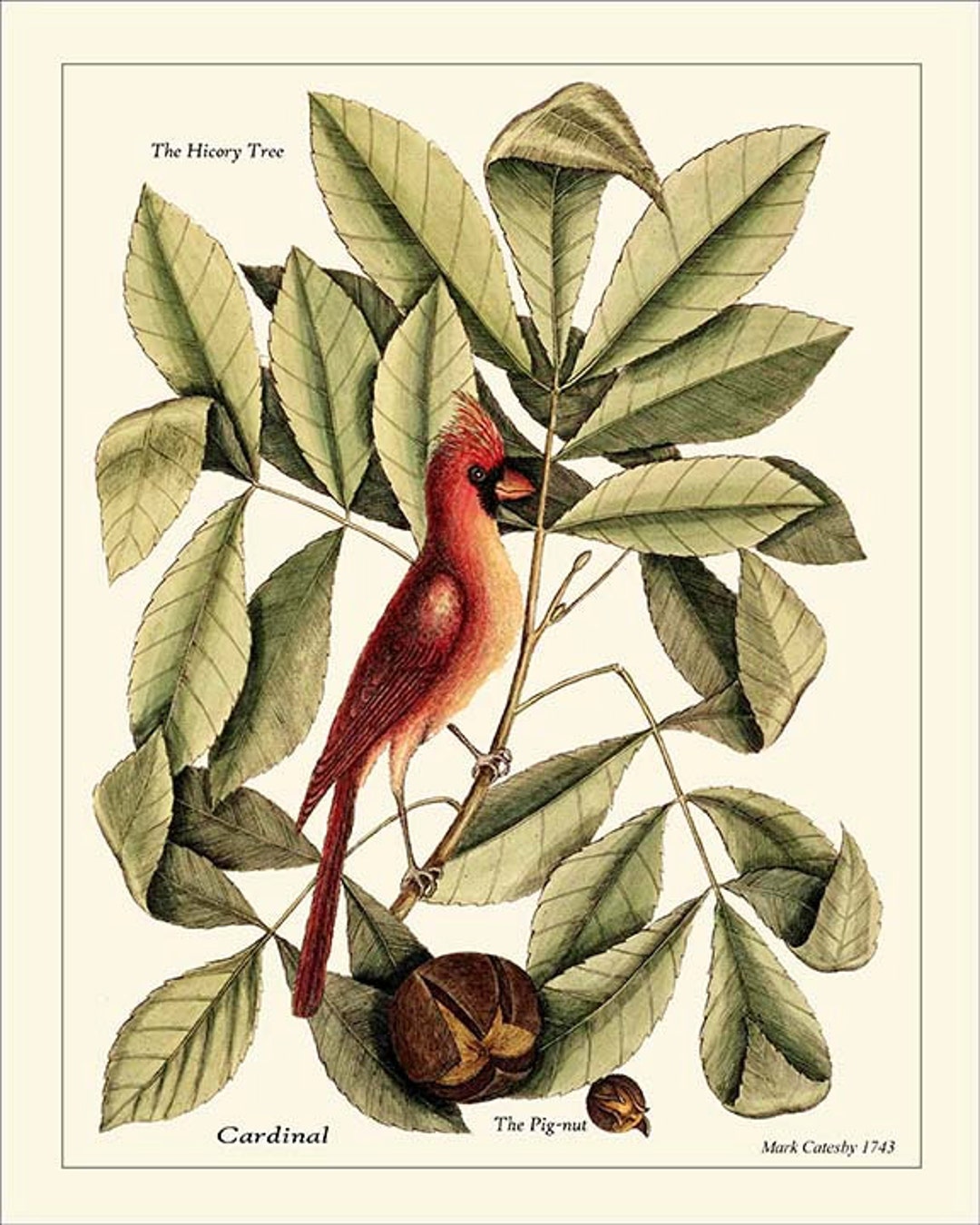 CARDINAL Catesby Birds Antique Instant Digital Download - Etsy